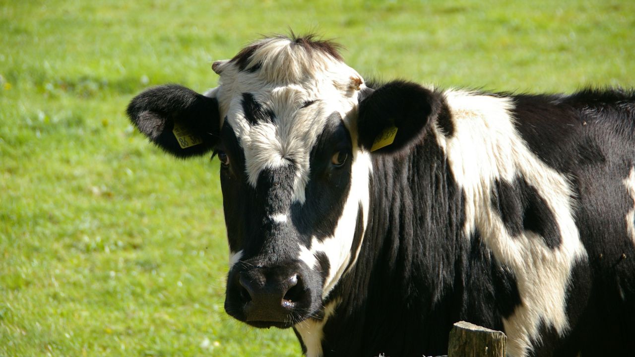 La sorprendente imagen de una vaca volando en los Alpes suizos | ANTENA ...